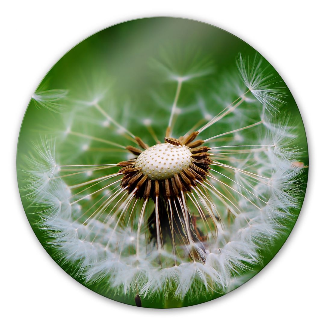Rundes Glasbild Pusteblume im Wind | wall-art.de