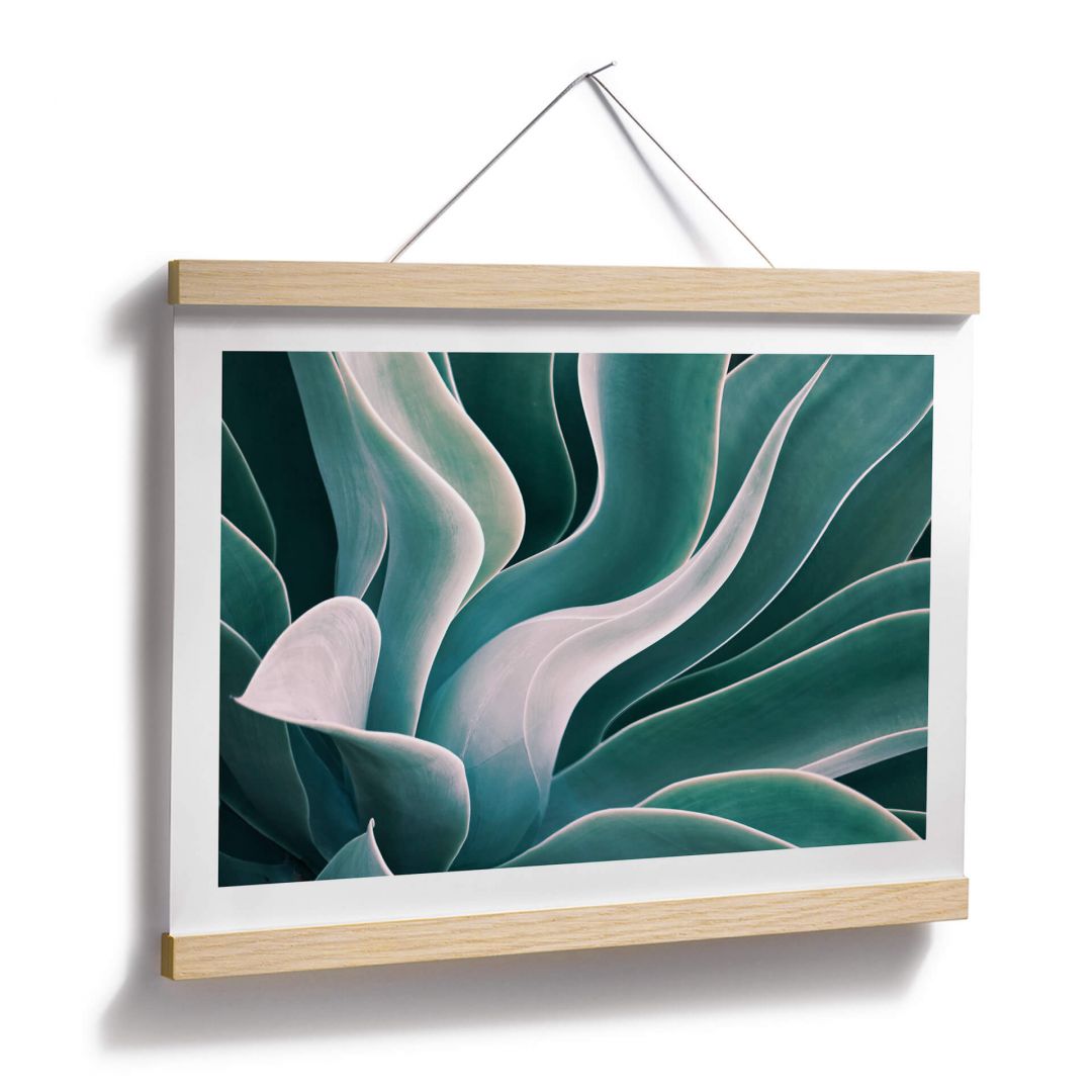 Poster Wechsler - Agave Pflanze im Morgenlicht | wall-art.de